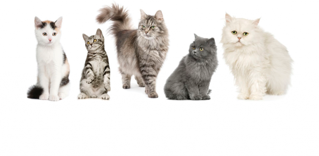 Cats Header – Compassion Circle